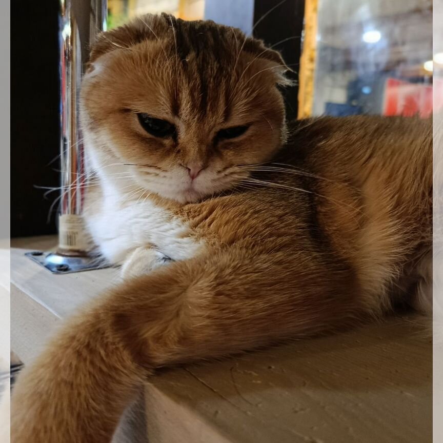 Шотландская вислоухая короткошёрстная, взрослая кошка