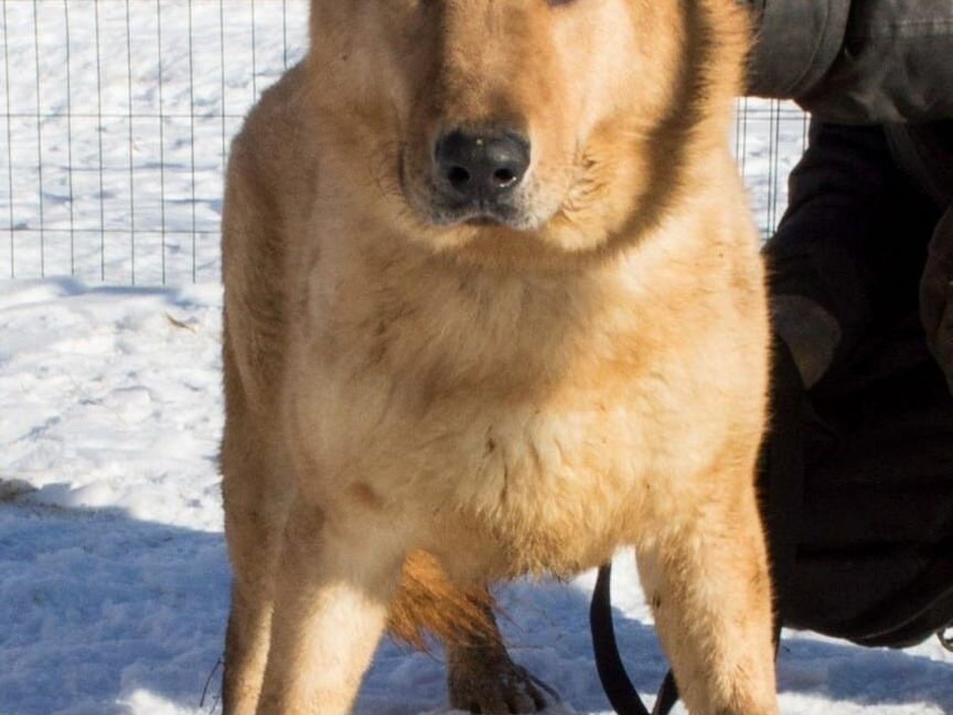 Красавчик Геркулес в добрые руки