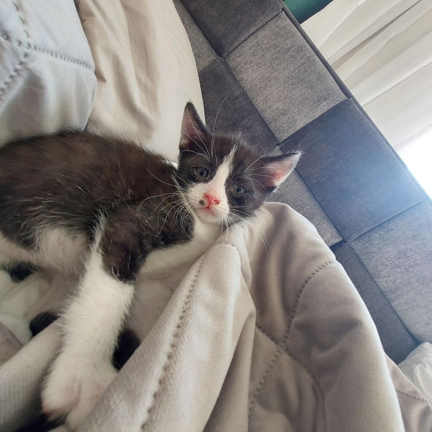 Котята