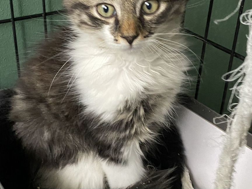 Котик 2,5 месяца, мягкий животик в добрые руки