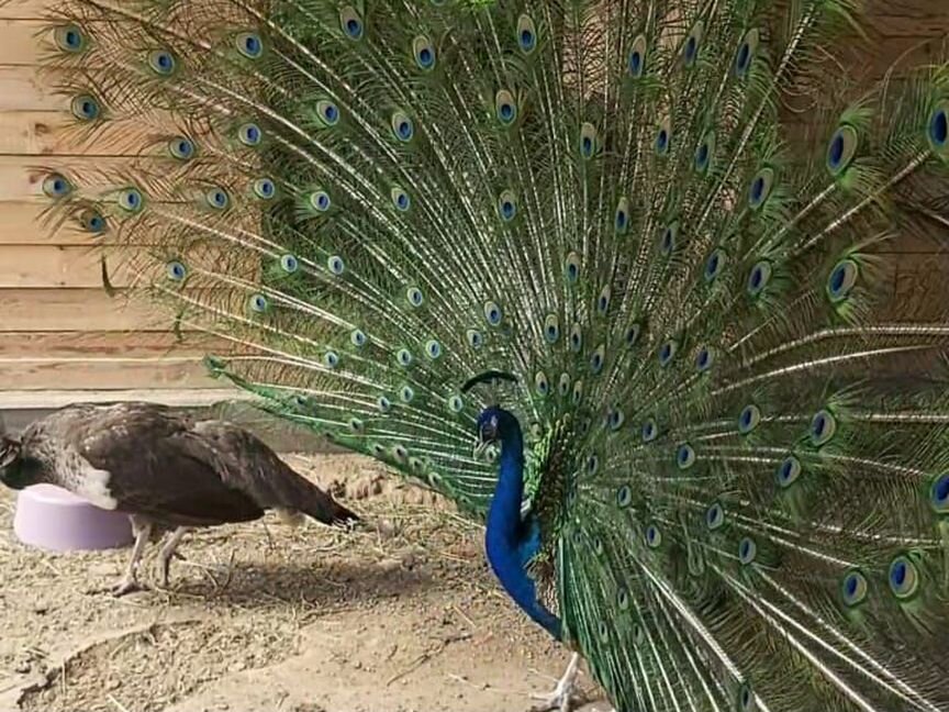 Павлины индийские