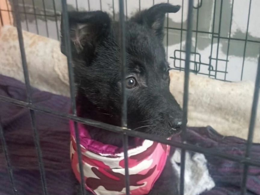 Щенок из приюта ищет дом