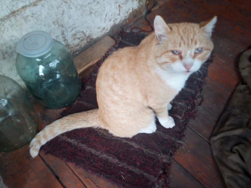 Рыжий котик остался на дачах
