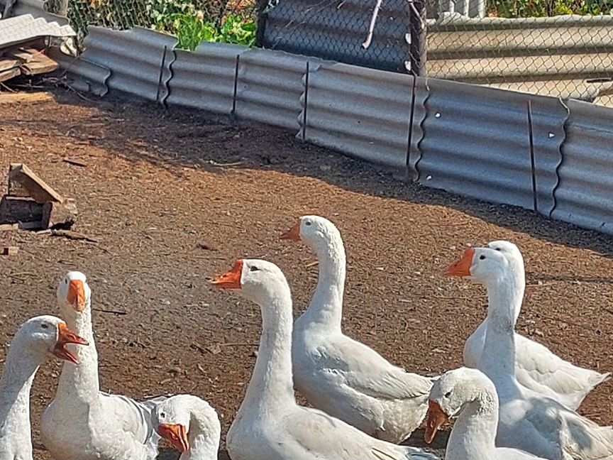 Домашней птицы