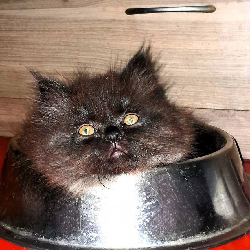 Шотландская смуглянка