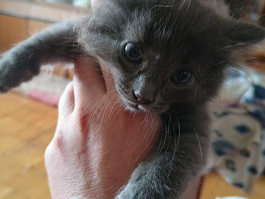 Кот котенок