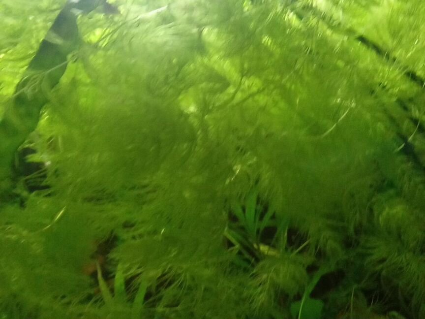 Продам рогалистник