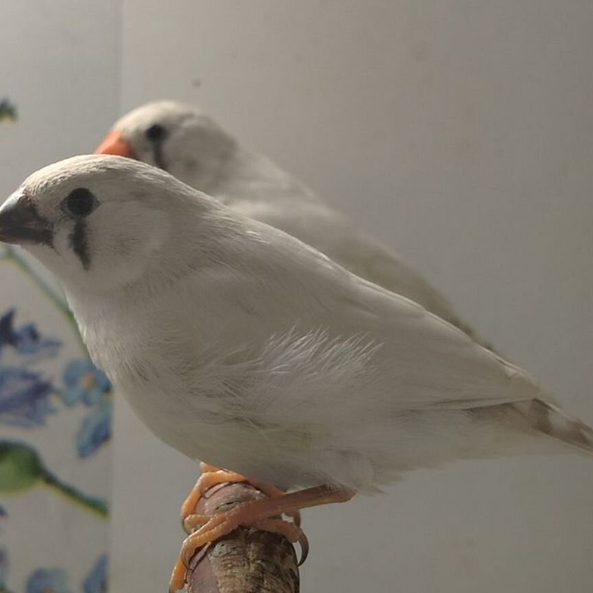 Зебровые амадины