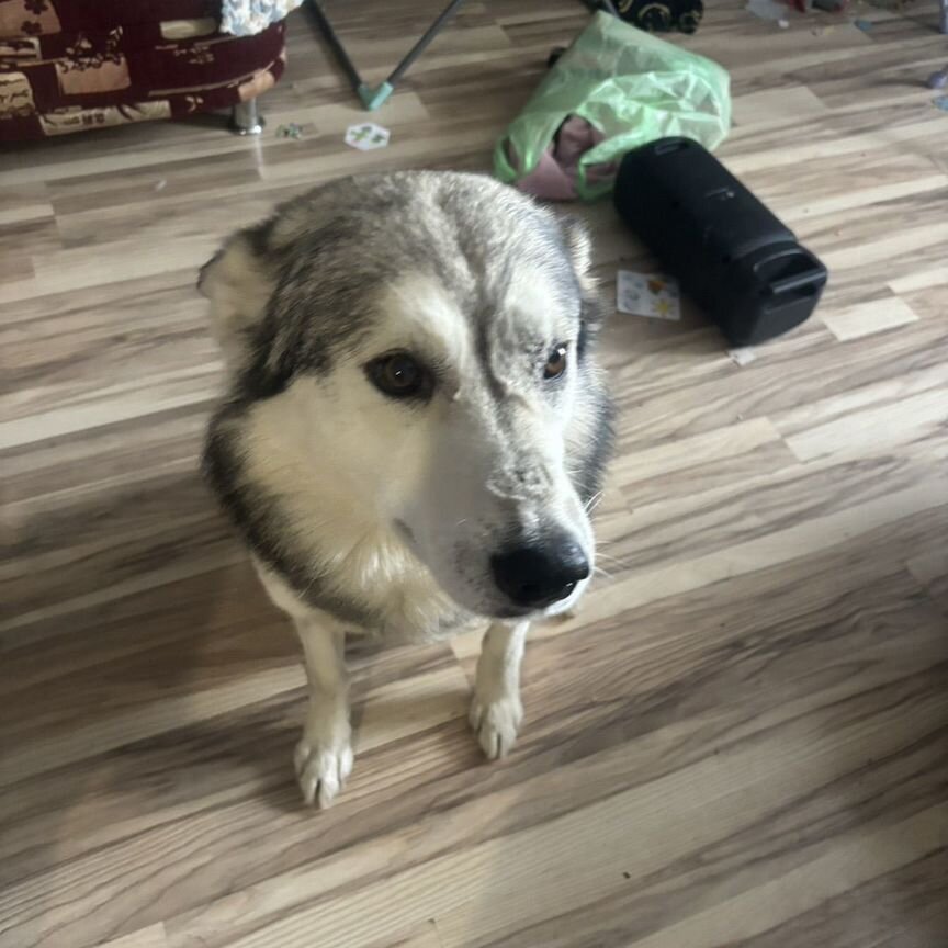 Помесь хаски с лайкой