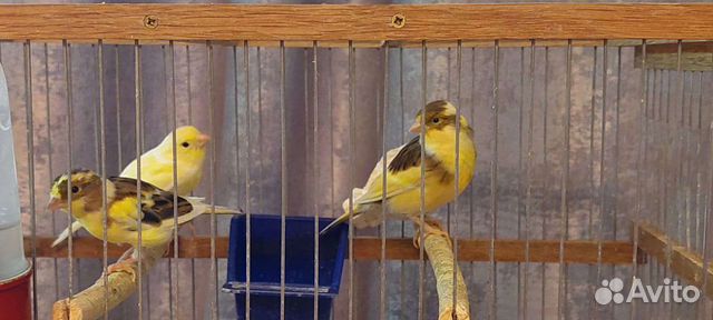 Продаются канарейки-самочки