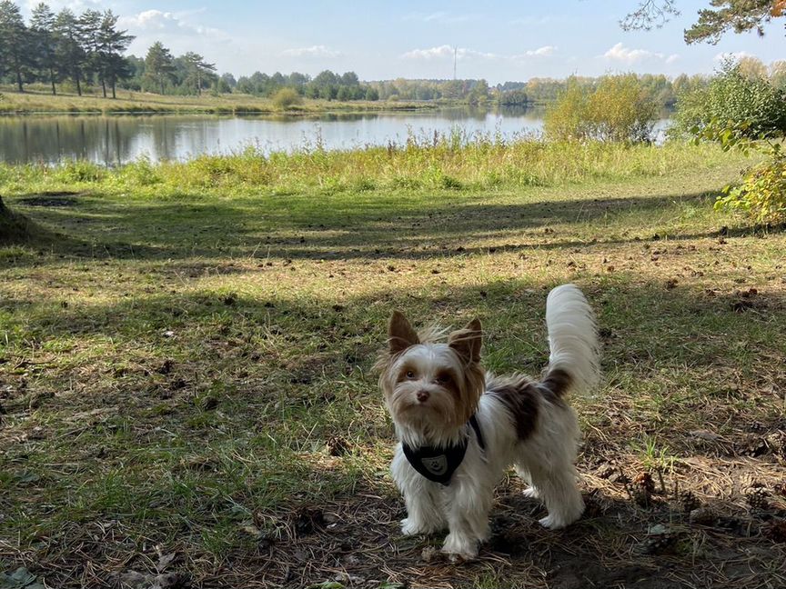 Маленькая собака