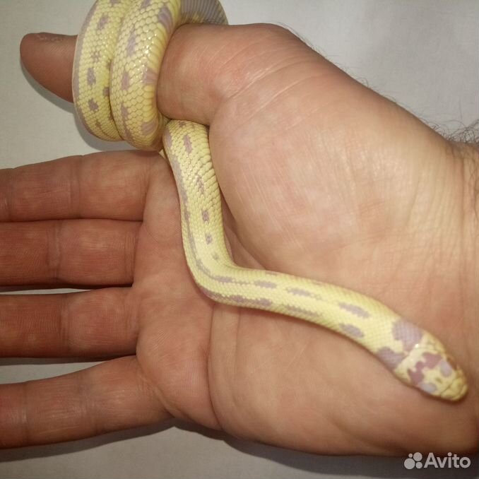 Королевская Калифорнийская змея albino banded