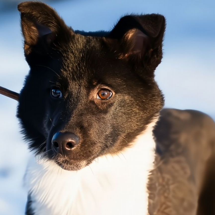 Щенок в добрые руки