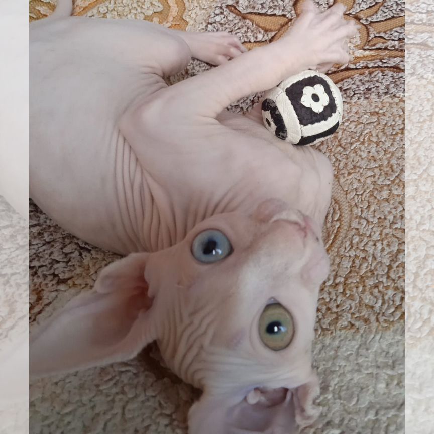 Вязка с котом канадским сфинском