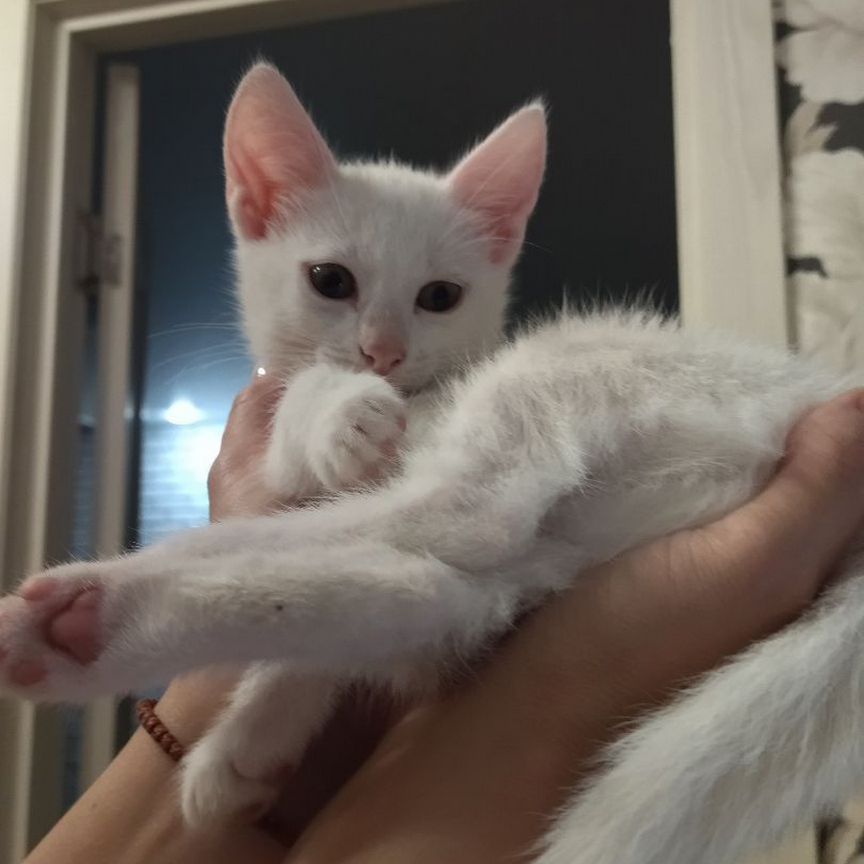 Котята отдам бесплатно