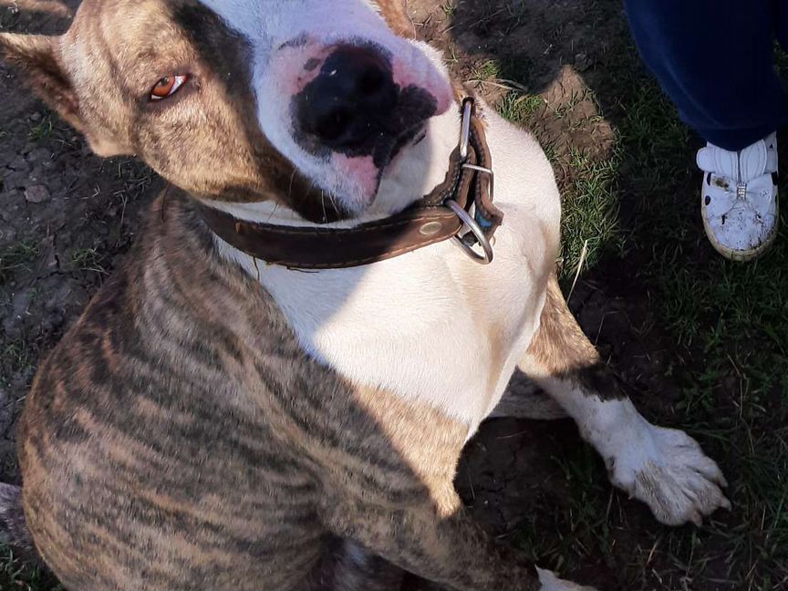 Вязка Ам.стафф