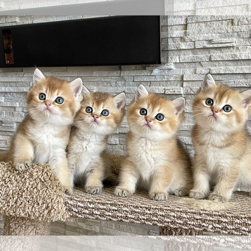 Породистые ласковые британские котята