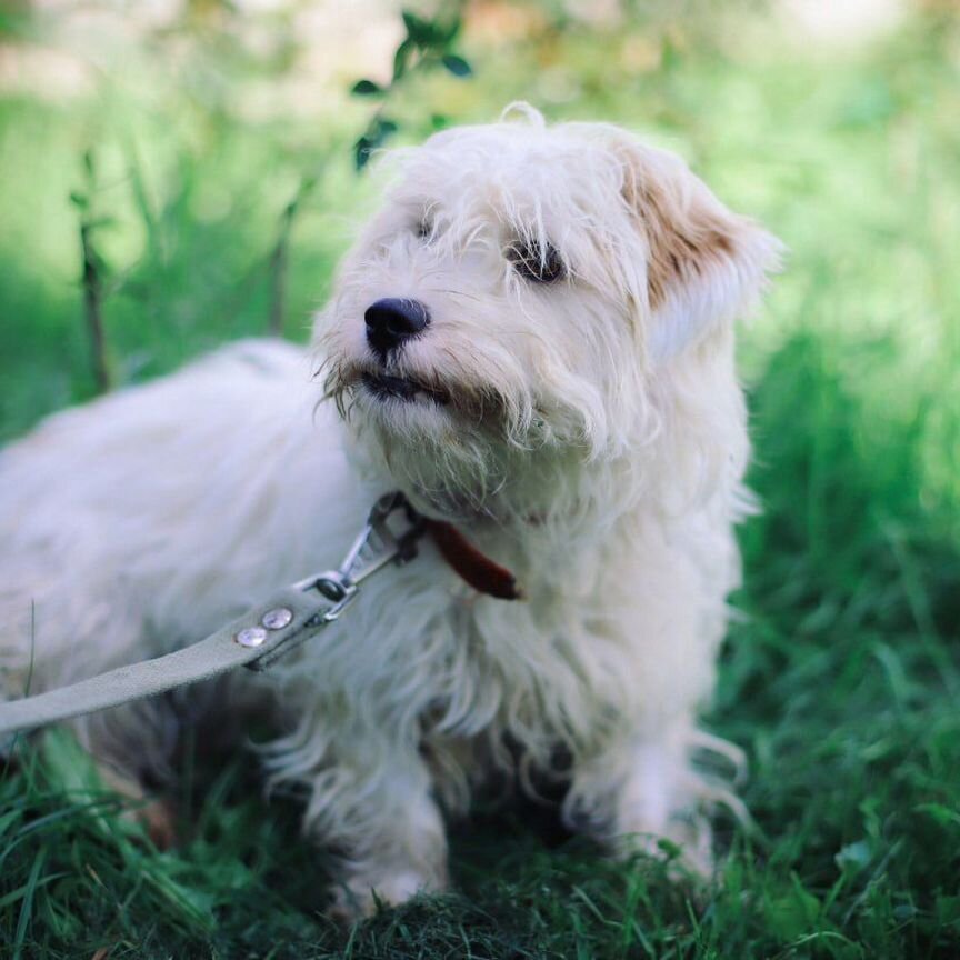 Малютка Биба в добрые руки