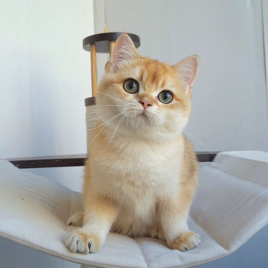 Британские котята из питомника