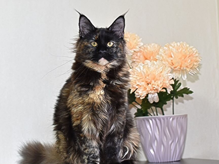 Котенок Мейн-кун