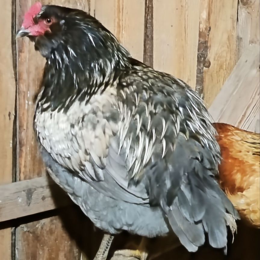 Молодые петухи