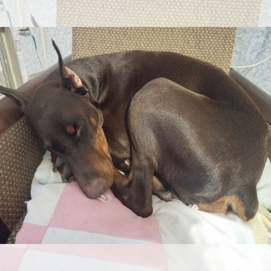 Доберман, взрослый пёс