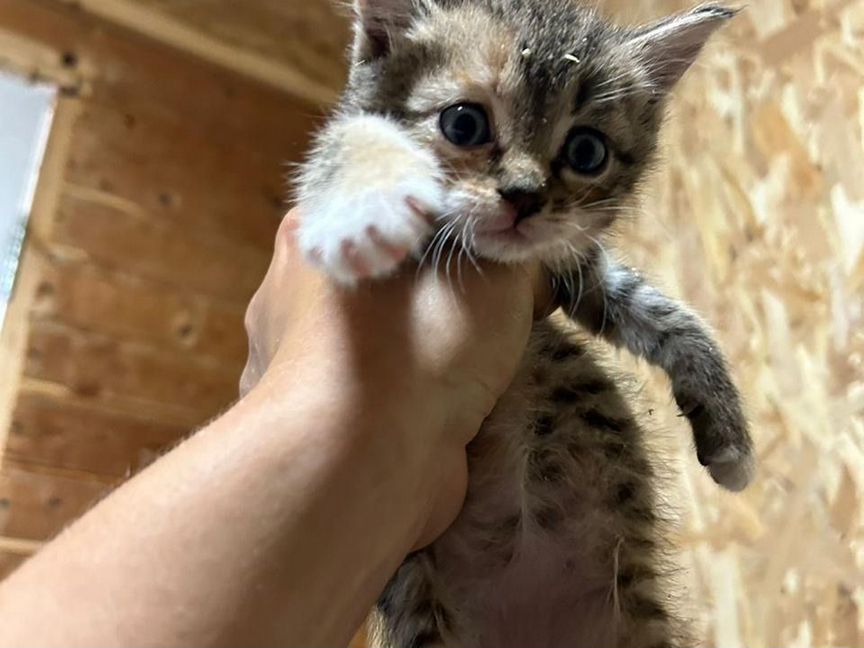 Котята из приюта