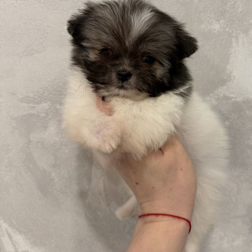 Померанский шпиц, щенок