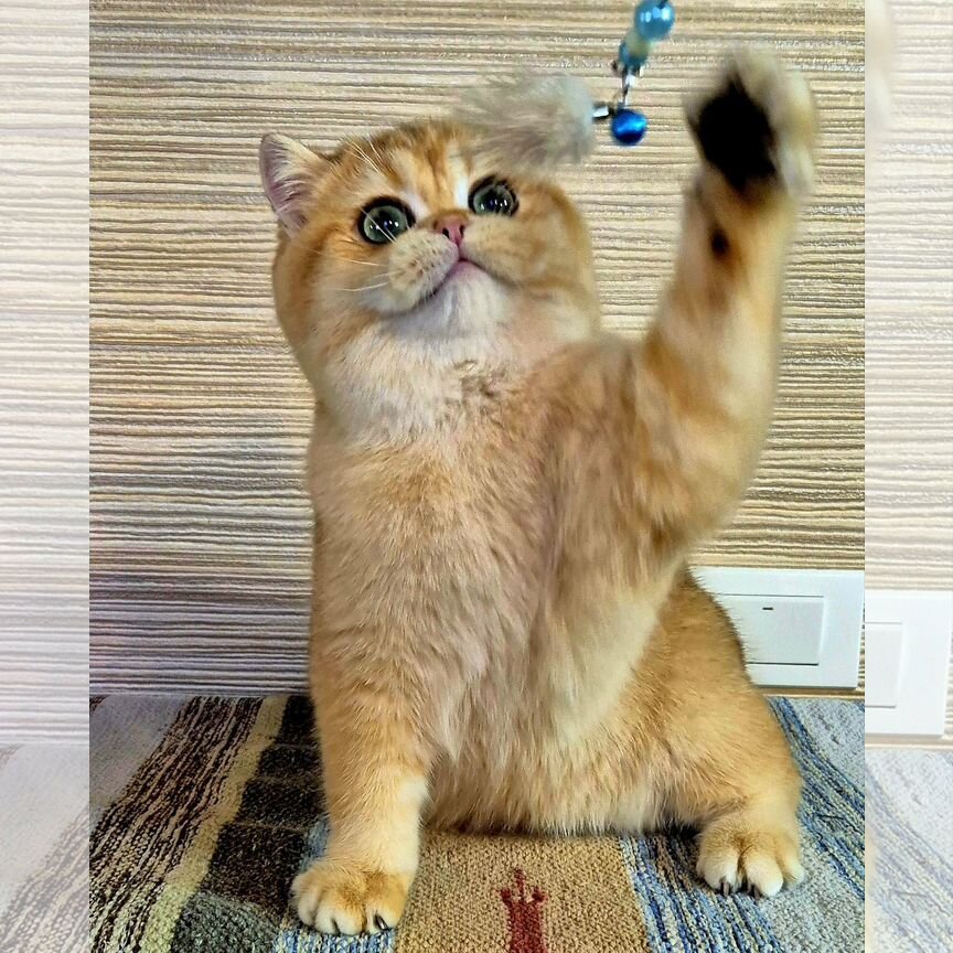 Британский короткошёрстный котёнок