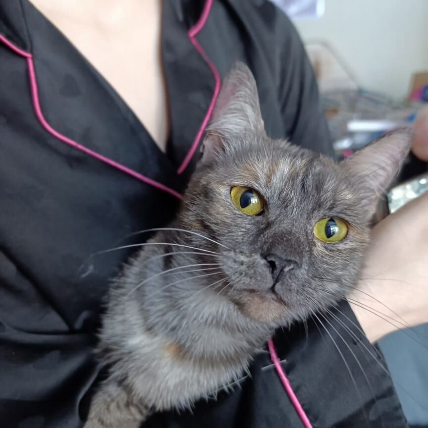 Найдена кошка