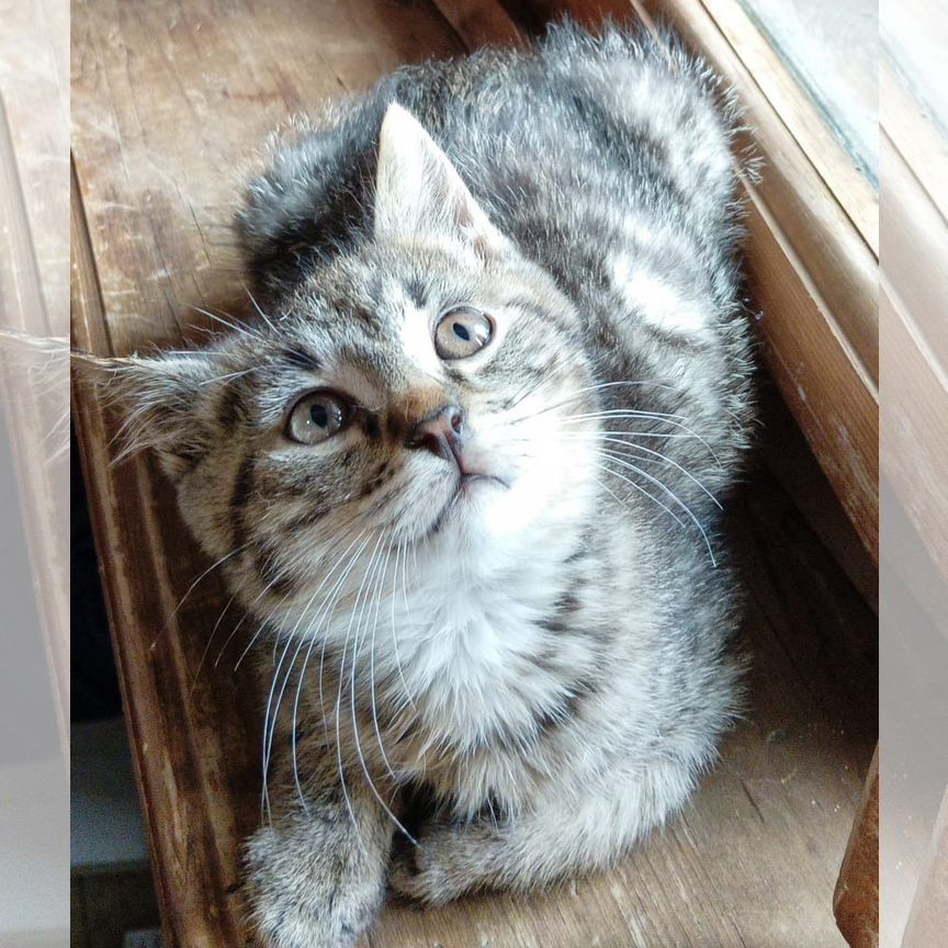 Котята 2 месяца