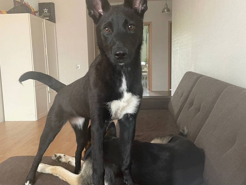 Щенок в добрые руки