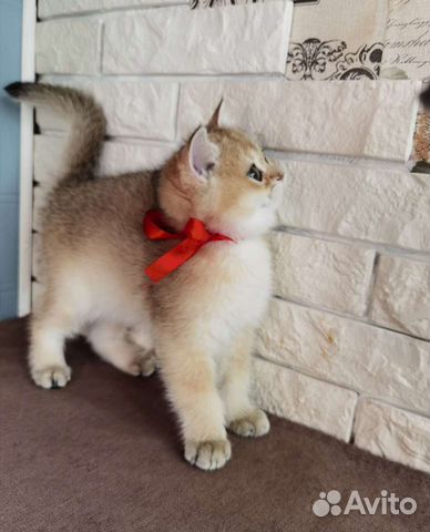 Золотая девочка с невероятным цветом глаз