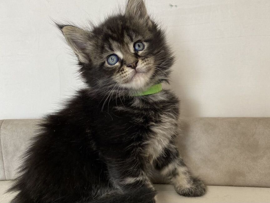 Мейн-кун котята