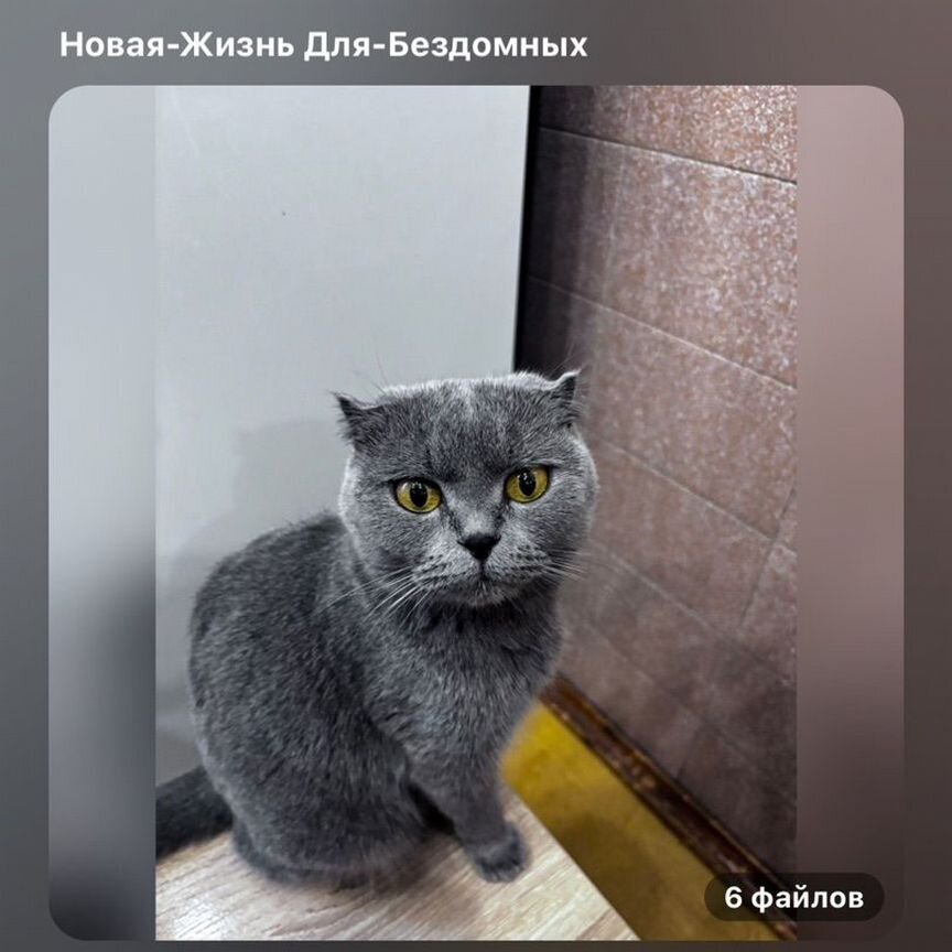 Кошка найдена шотланка