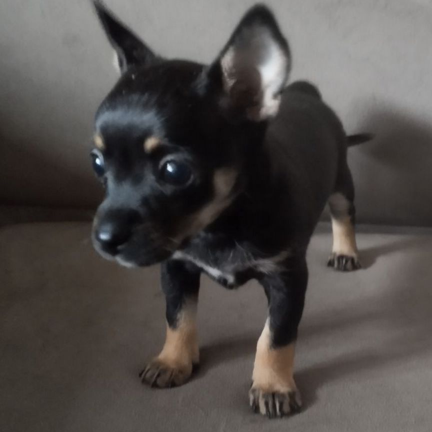 Щенок той терьера