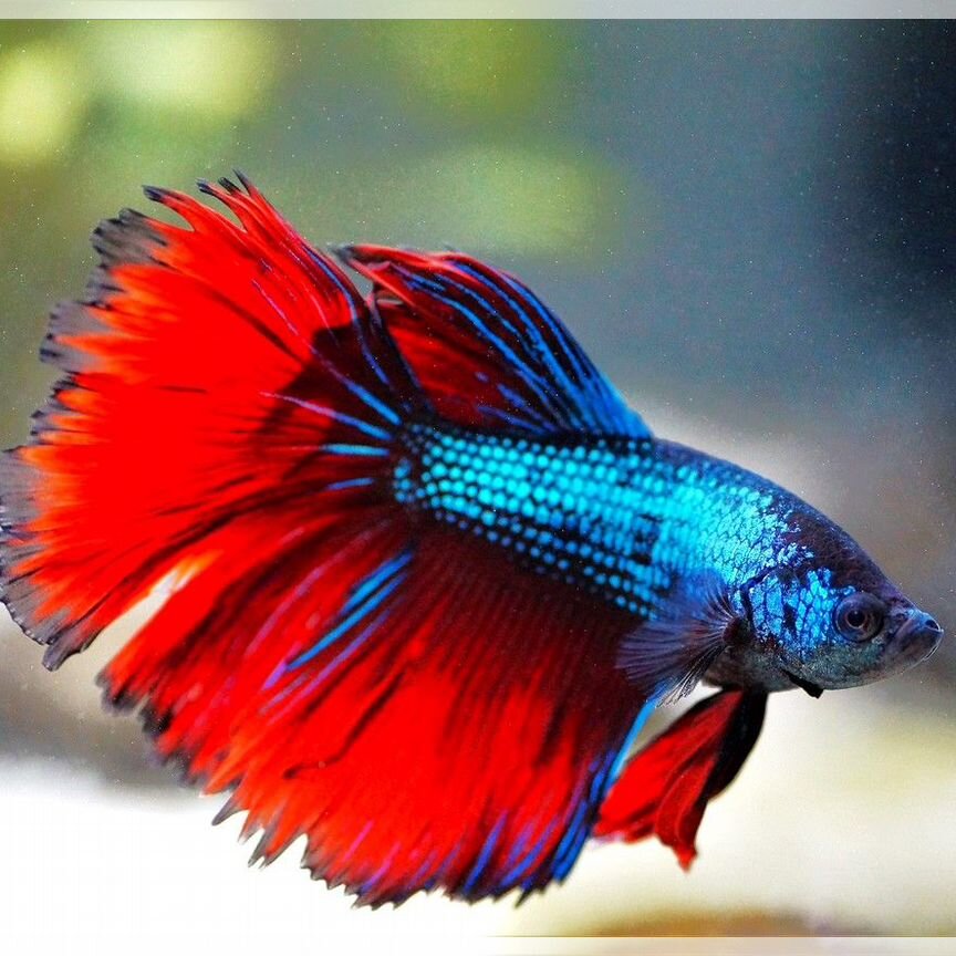 Петушок супер дельта