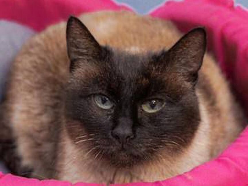 Кошки в добрые руки бесплатно