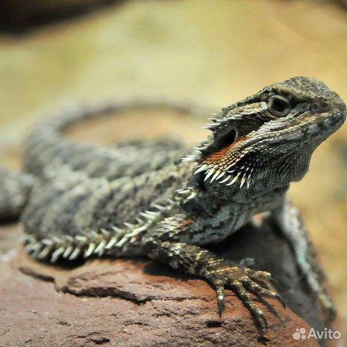 Бородатая агама черная