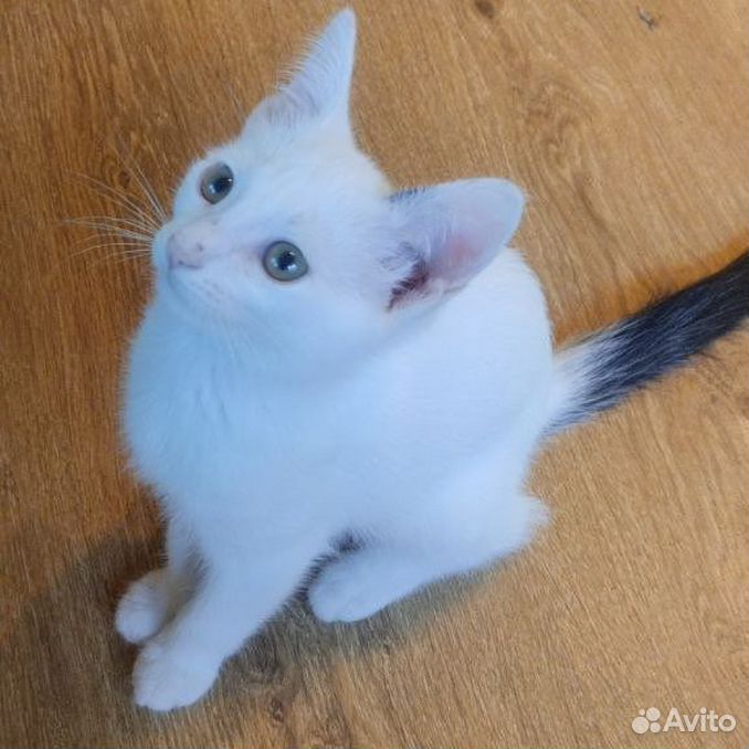 Котята разного возраста