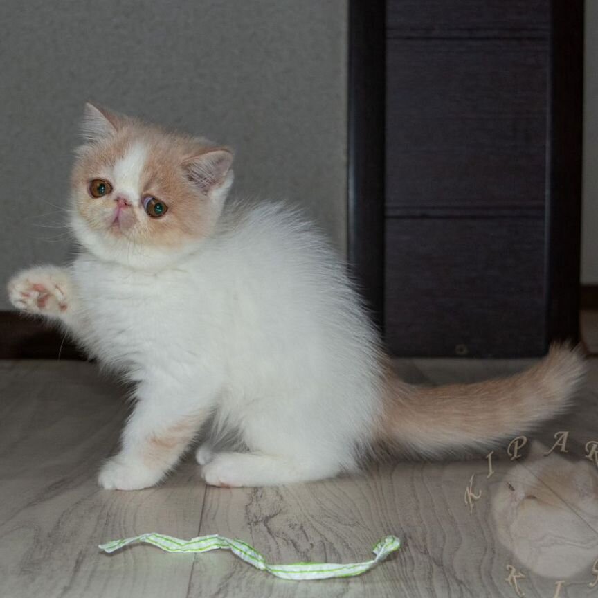 Экзотический короткошёрстный котёнок