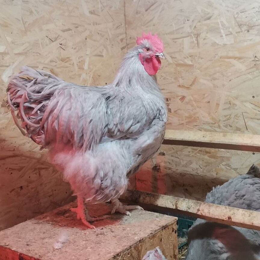 Петух орпингтон Лаванда