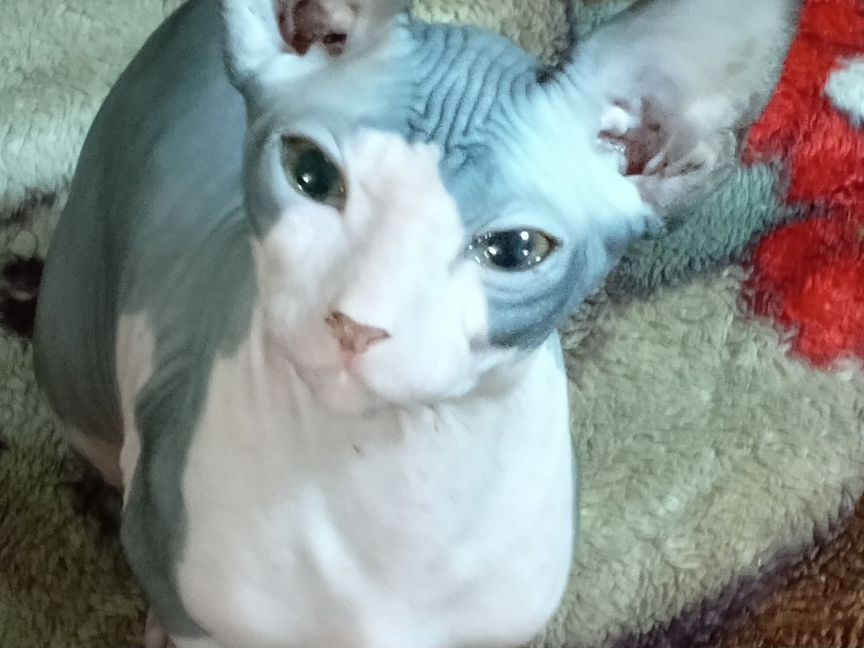 Кошка