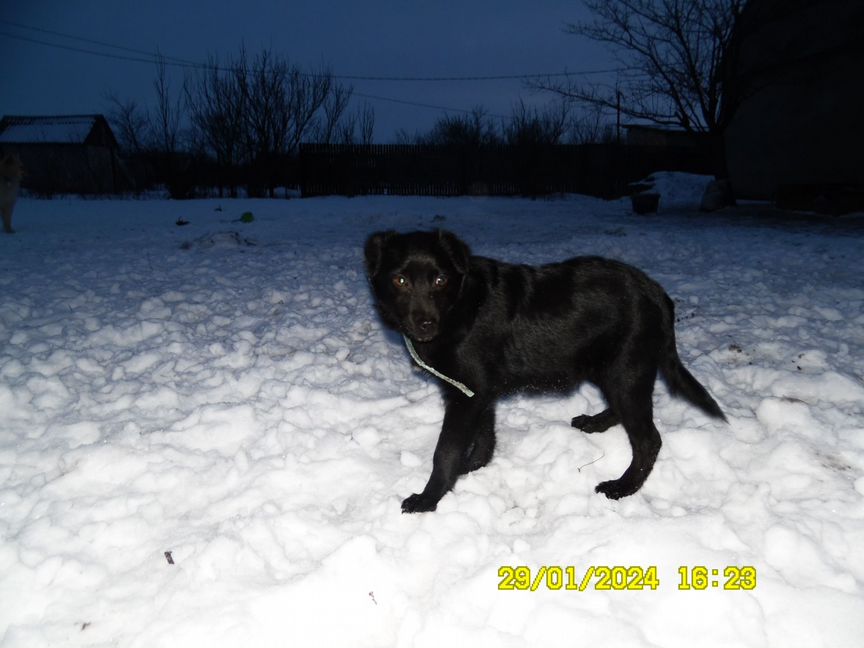 Щенок, мальчик