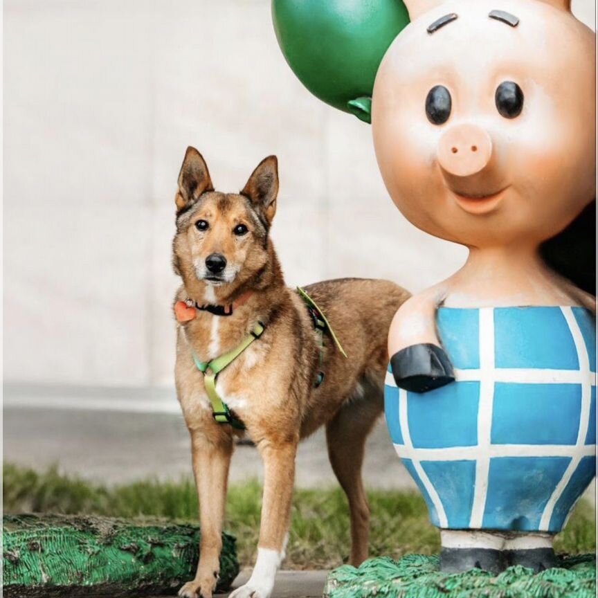 Взрослая собака в добрые руки