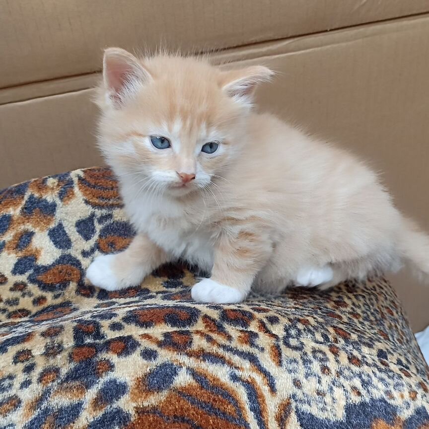 Котята в добрые руки бесплатно