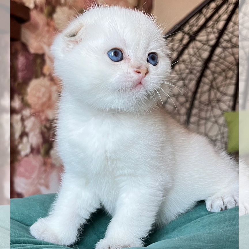 Белое облачко котёнок