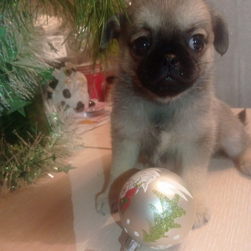 Щенки мопса