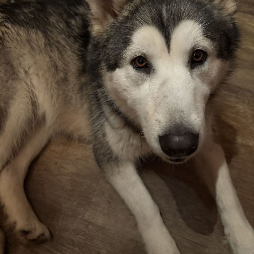 Найден маламут, сука молодая