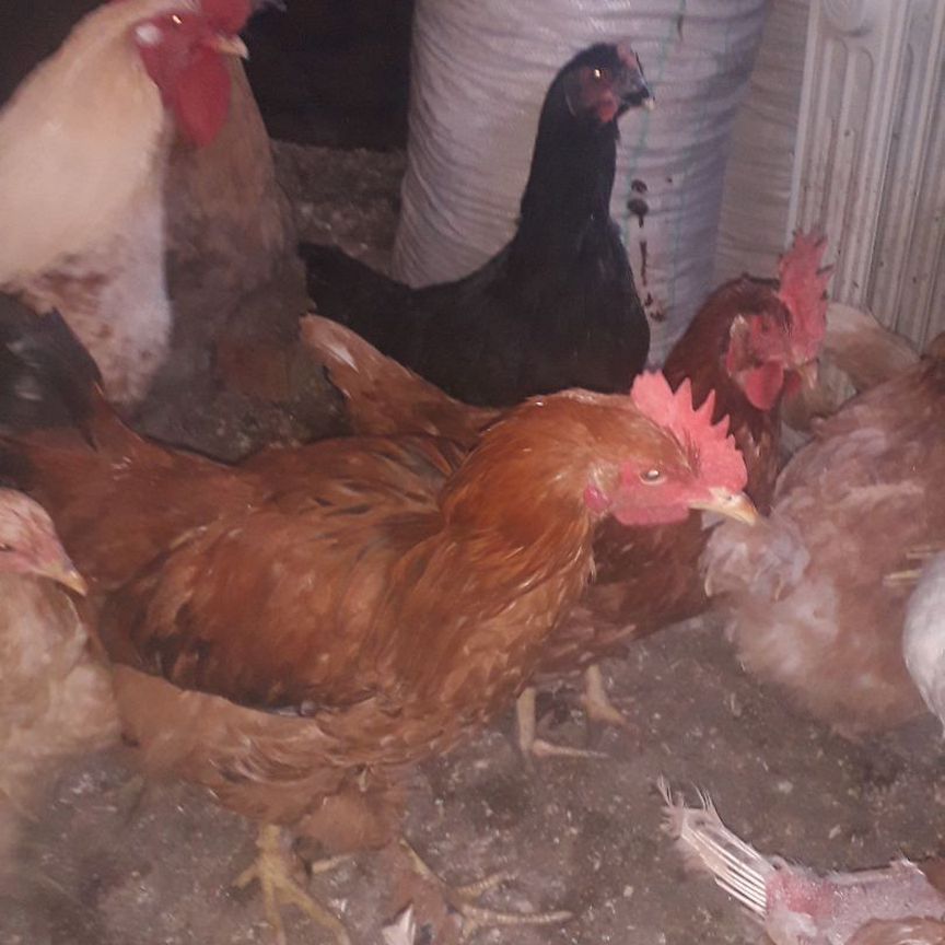 Молодые петухи